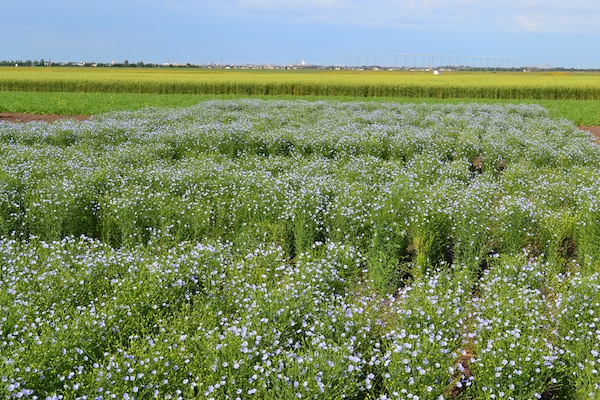 CDC flax cultivars - CDC Flax - College of Agriculture and Bioresources ...