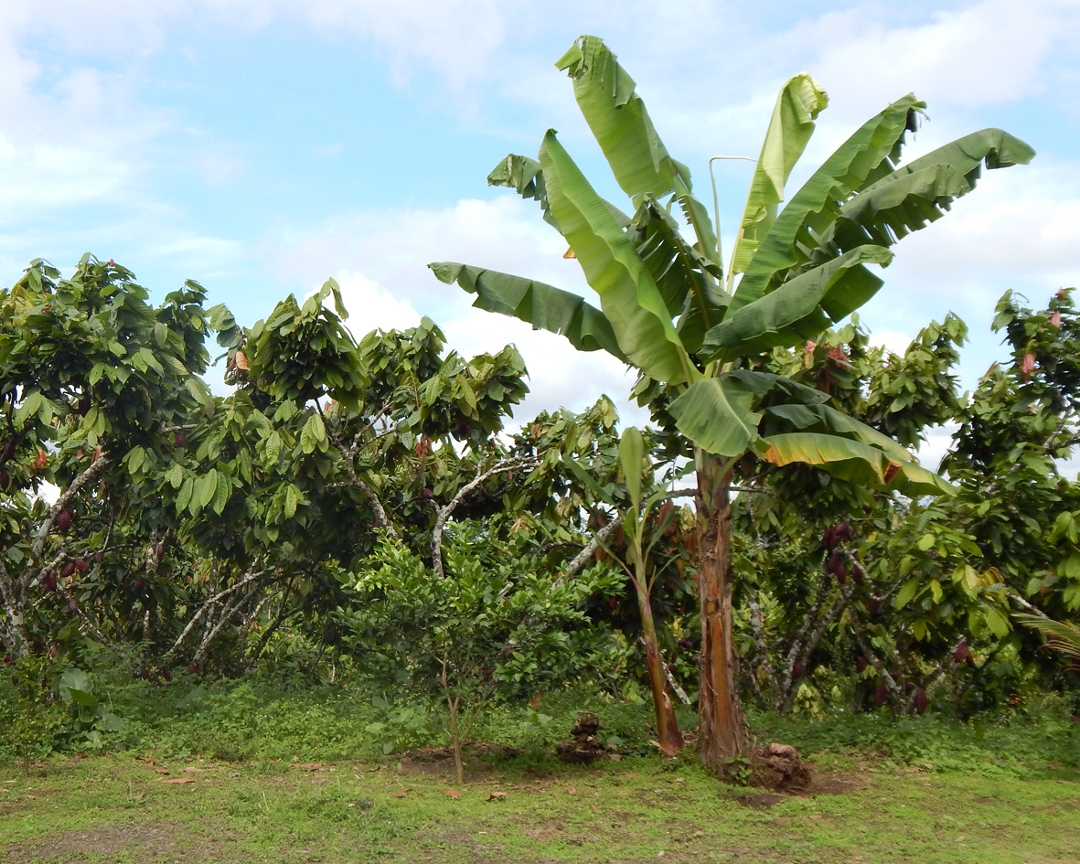Learning Beyond the Classroom: Ecuadorian Agriculture Field Tour ...